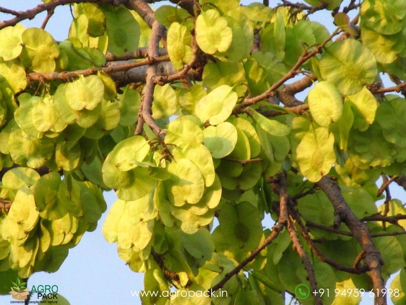 Aaval Plant For Sale In India | Online plant nursery