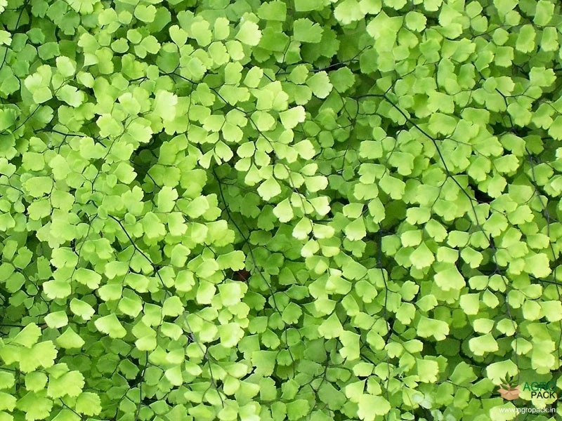 Adiantum capillus-veneris Plant For Sale In India | Online plant nursery