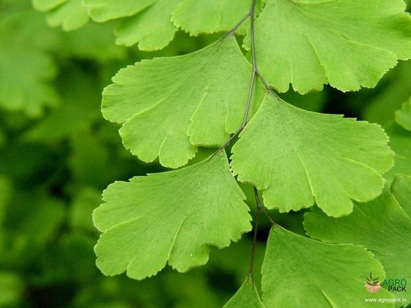 Adiantum capillus-veneris Plant For Sale In India | Online plant nursery