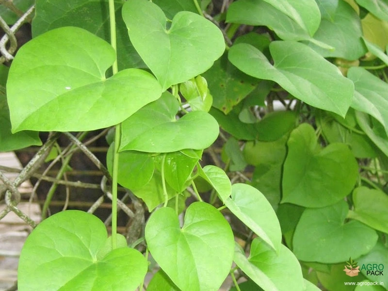Amrita Plant For Sale In India | Online plant nursery
