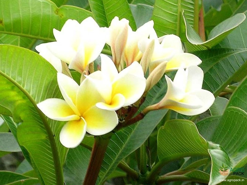 Chembakam Plant For Sale In India | Online plant nursery
