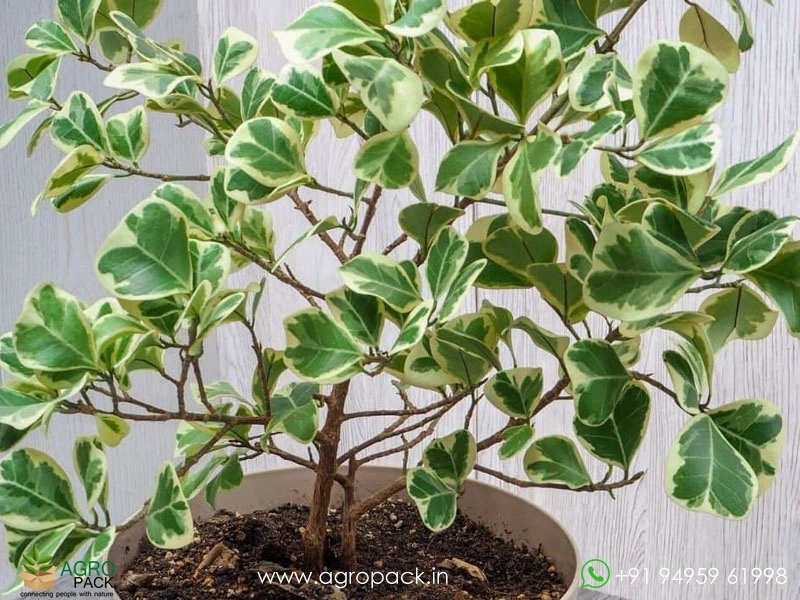 Ficus Triangularis Variegata Plant For Sale In India | Online plant nursery