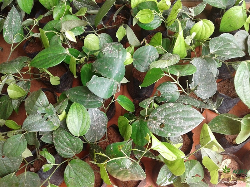 High Yield Dwarf Variety Black Pepper Plant For Sale In India | Online ...