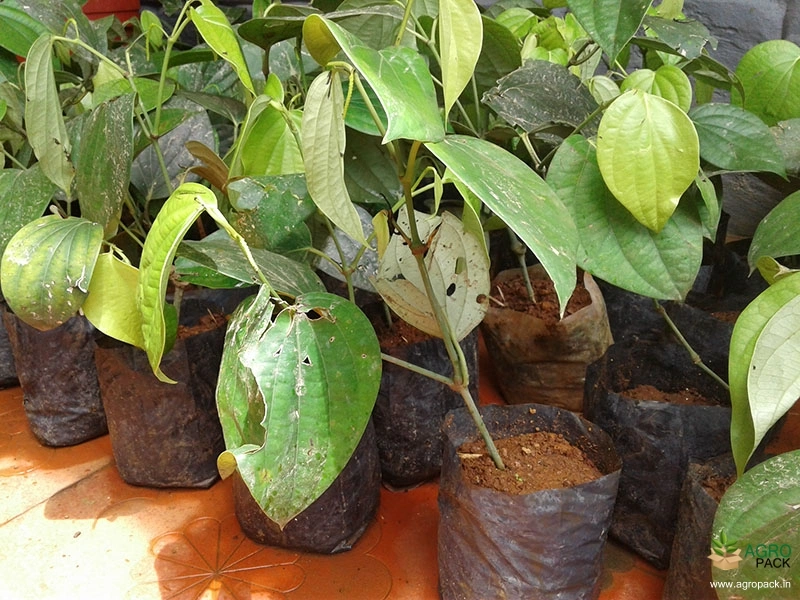 High Yield Dwarf Variety Black Pepper Plant For Sale In India | Online ...