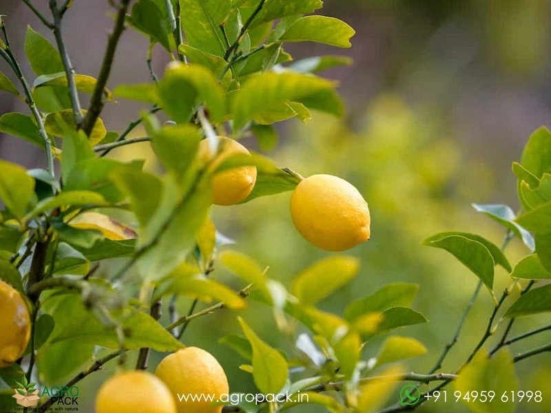 Lemon Plant For Sale In India | Online plant nursery