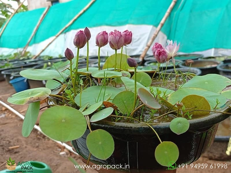 Liangli Micro Lotus Plant For Sale In India | Online plant nursery