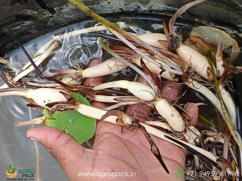 Liangli Micro Lotus Plant For Sale In India | Online plant nursery