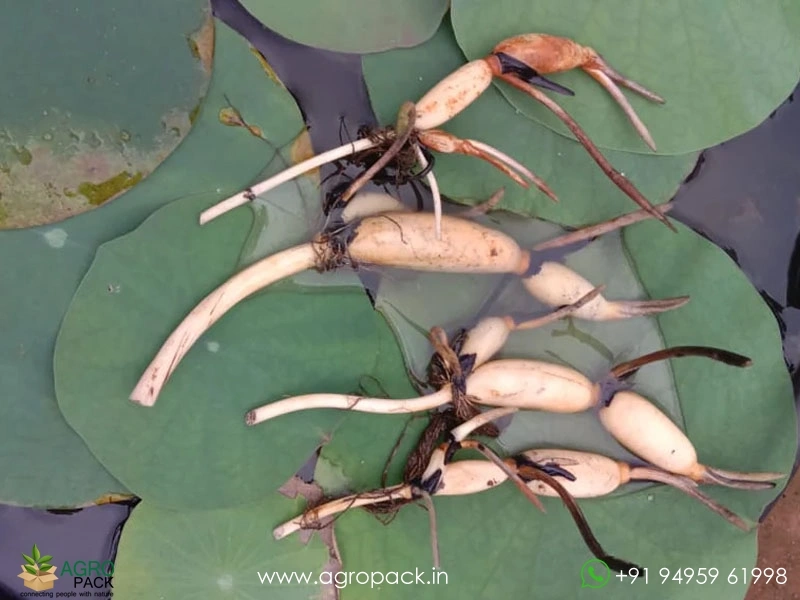 Liangli Micro Lotus Plant For Sale In India | Online plant nursery