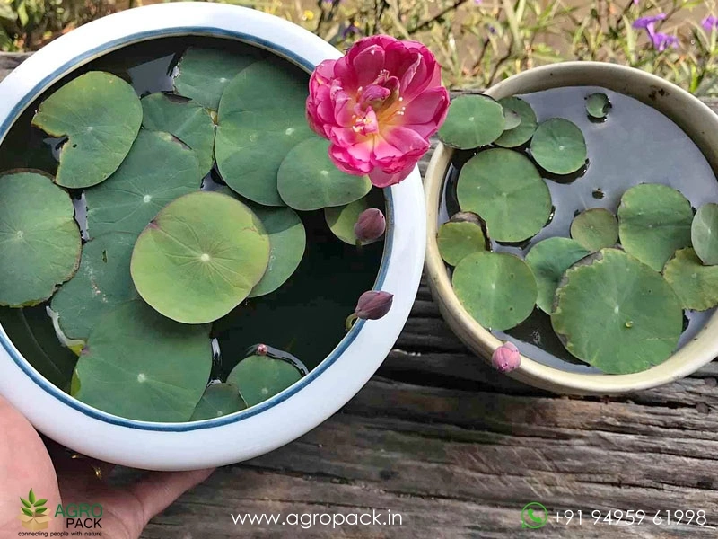 Liangli Micro Lotus Plant For Sale In India | Online plant nursery