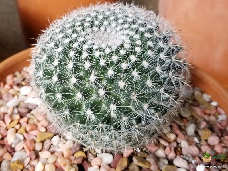 Old Lady Cactus Plant For Sale In India | Online plant nursery