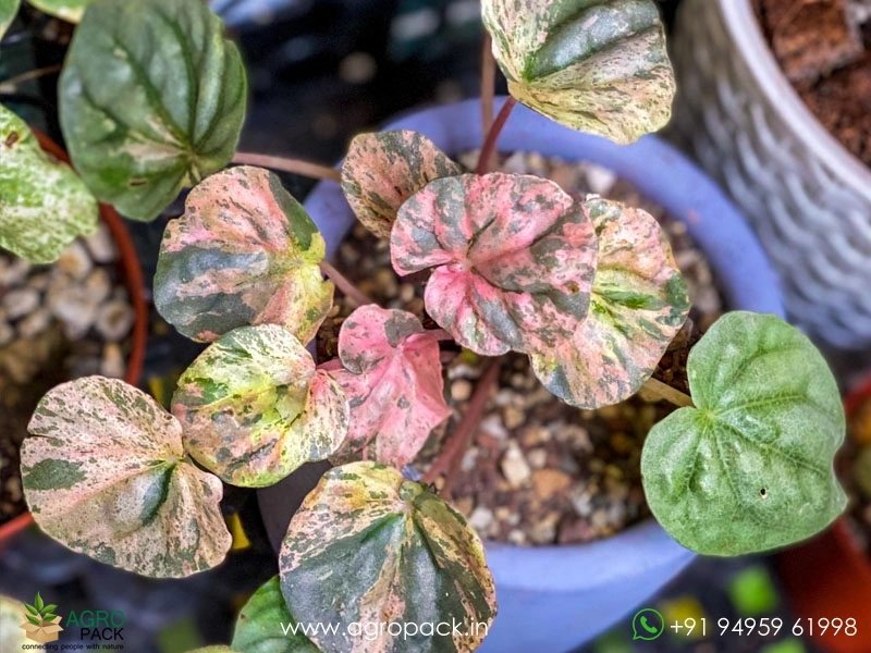 Peperomia Pink Lady Plant For Sale In India | Online plant nursery