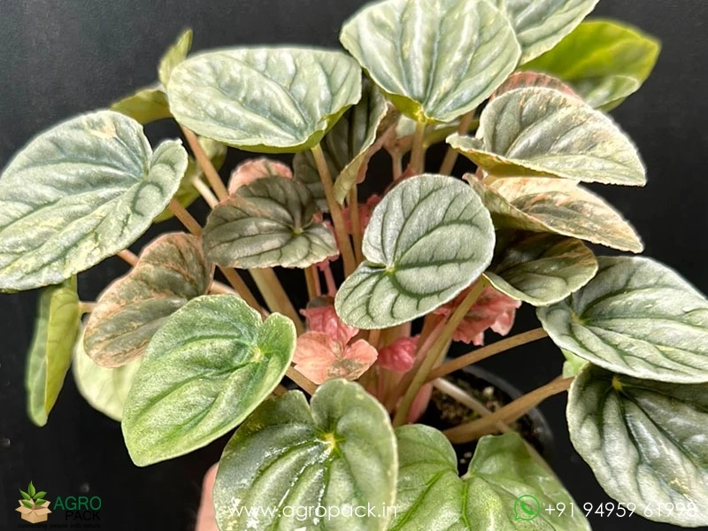 Peperomia Pink Lady Plant For Sale In India | Online plant nursery