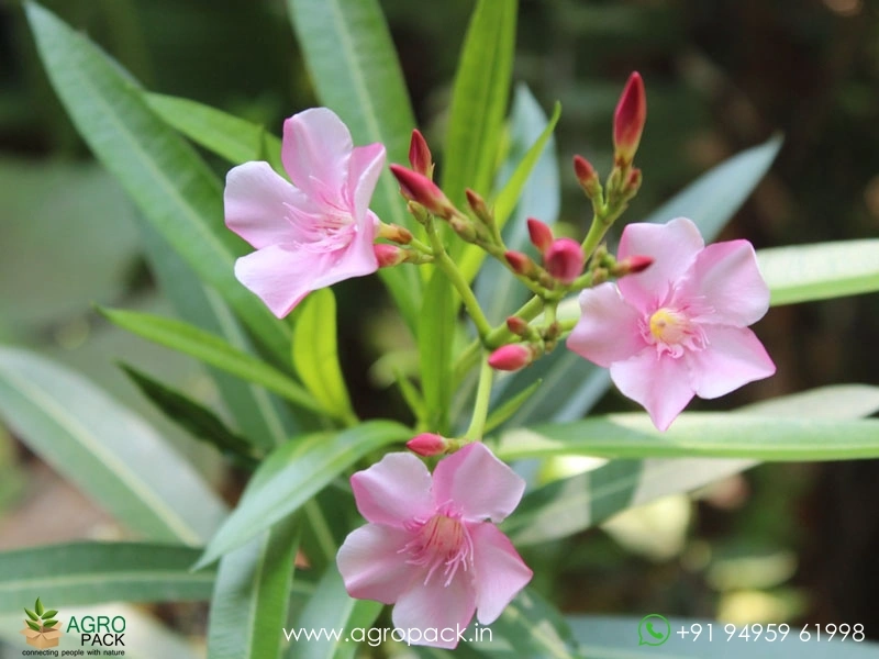 Pink Oleander Plant For Sale In India | Online plant nursery