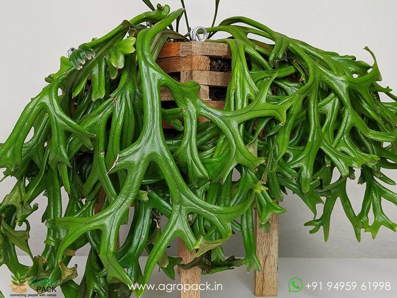 Pyrrosia longifolia cristata fern Plant For Sale In India | Online ...