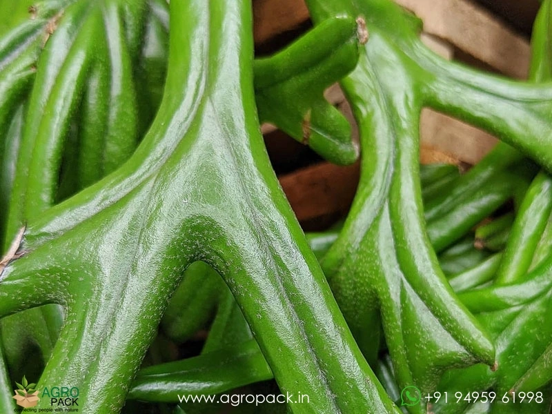 Pyrrosia longifolia cristata fern Plant For Sale In India | Online ...