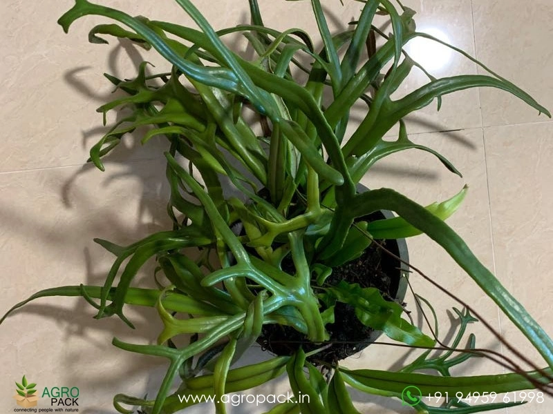 Pyrrosia longifolia cristata fern Plant For Sale In India | Online ...