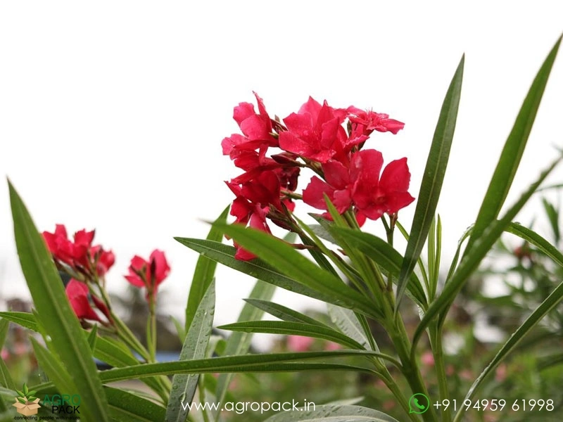 Red Arali Oleander Plant For Sale In India | Online plant nursery