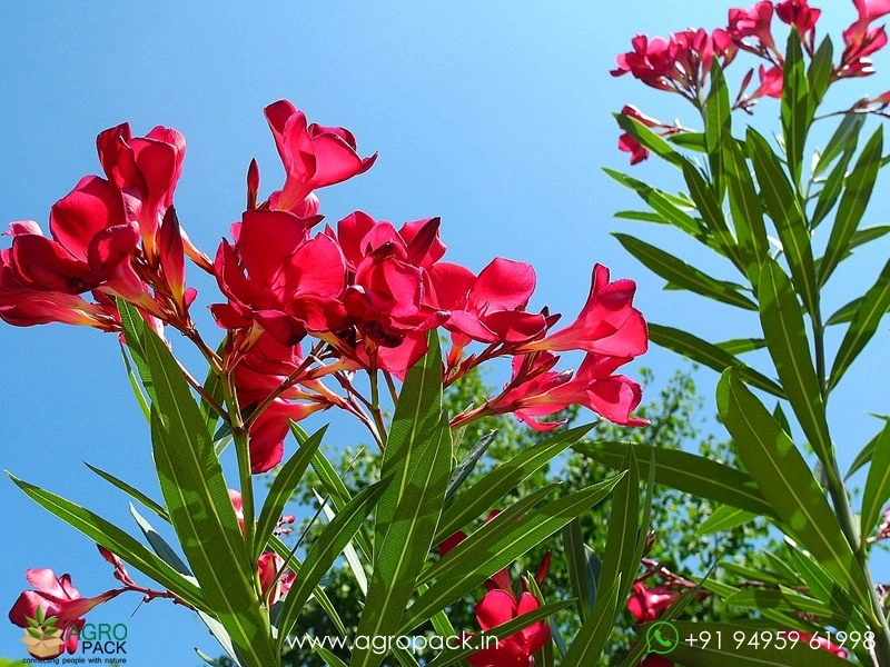 Red Arali Oleander Plant For Sale In India | Online plant nursery
