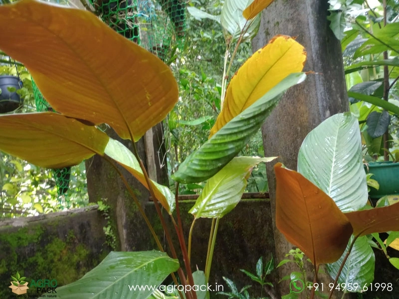 Red Shaded Calathea lutea Plant For Sale In India | Online plant nursery
