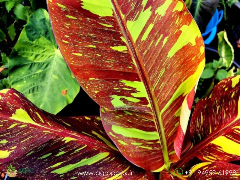 Siam Ruby Banana Plant For Sale In India | Online plant nursery