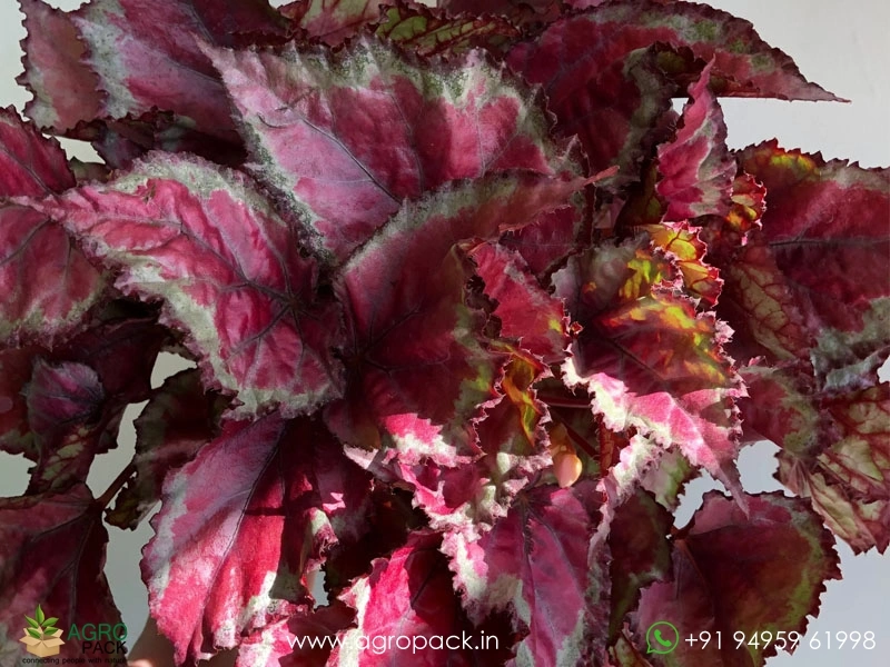 Spitfire Rex Begonia Plant For Sale In India | Online plant nursery